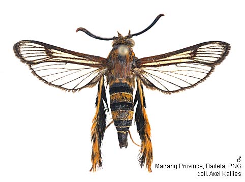 Papua Insects Foundation (Lepidoptera/Sesiidae/Melittia tigripes)